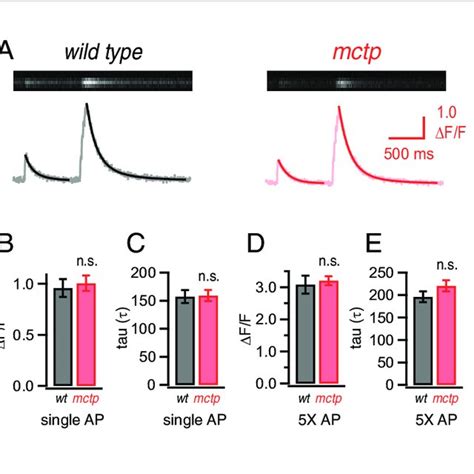 Mctp Is A Multiple C2 Domain Protein Which Is Necessary For The