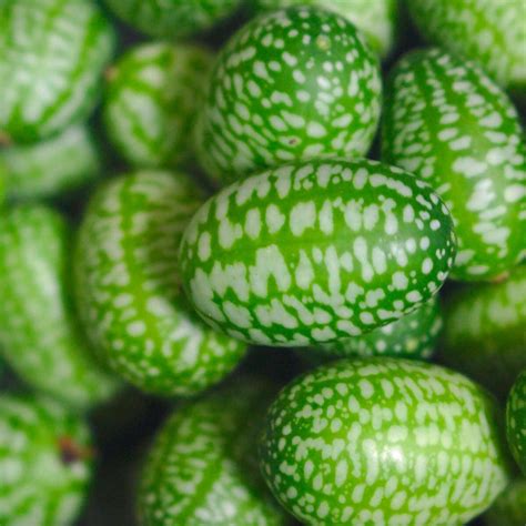 Cucamelon Mexican Sour Gherkin Melothria Scabra Seeds