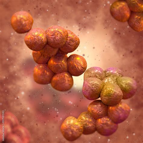 Medical Background Staphylococcus Aureus A Type Of Spherical Gram Positive Bacteria Causes A