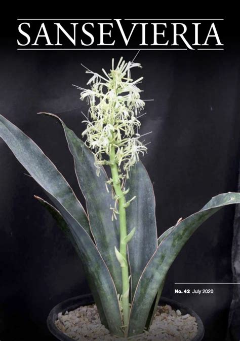 Sansevieria Flower