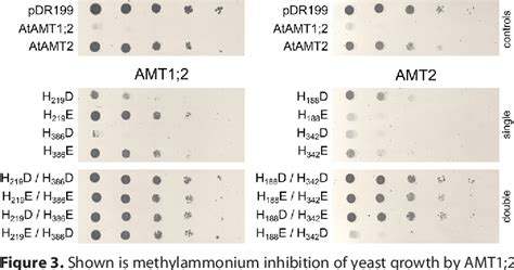 Figure 3 From A Twin Histidine Motif Is The Core Structure For High