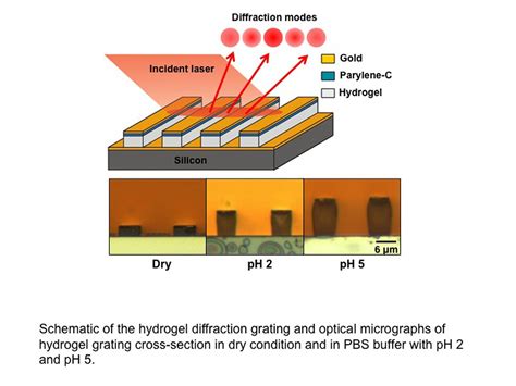 Hydrogel Used To Create Precise New Biochemical Sensor