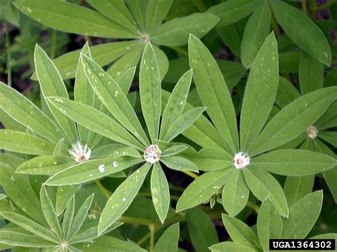 Bigleaf Lupine Lupinus Polyphyllus Lindl