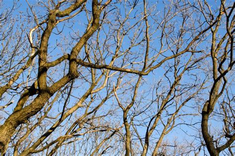 A Lot Of Brown Tree Branches Without Leaves Against A Blue Sky Stock Photo Image Of Spring