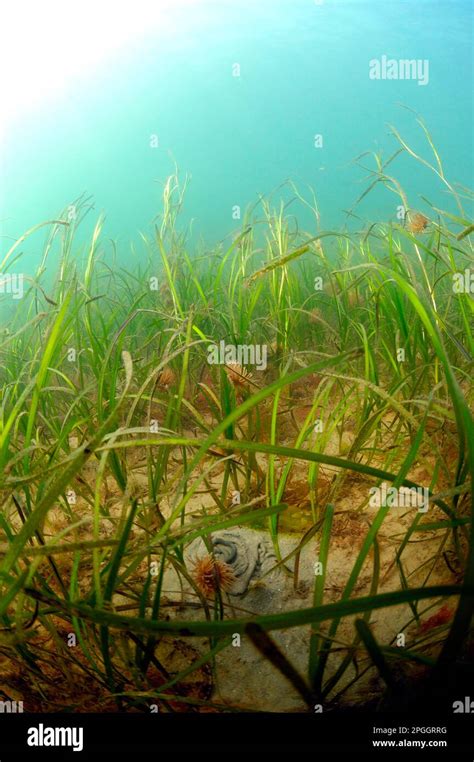 Eelgrass Herbicide At Lisa Post Blog