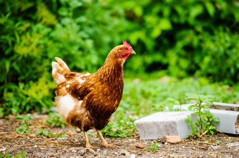 Hen On A Farm Premium Photo