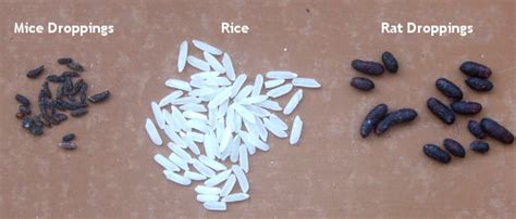 Difference Between Mouse And Rat Droppings Panther Pest Control