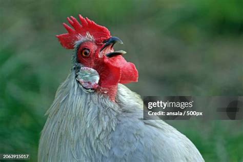 Close Up Cocks Photos And Premium High Res Pictures Getty Images