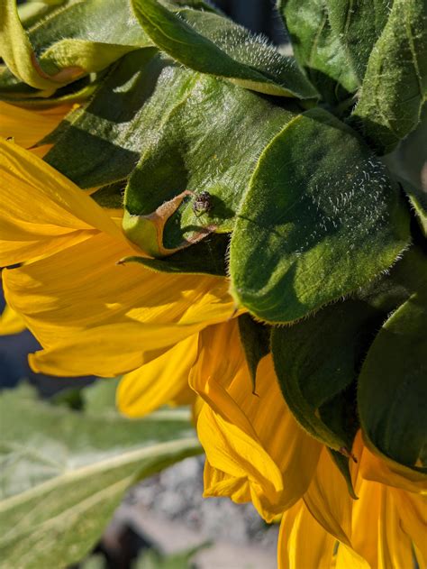 Itsy Bitsy Jumper Knows Its A Model Rspiders