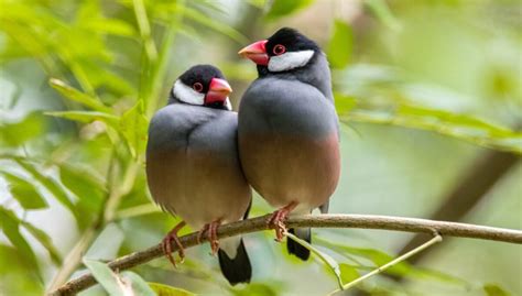 Bioindicator Species Types And Examples Bioindicator Species Types And Examples