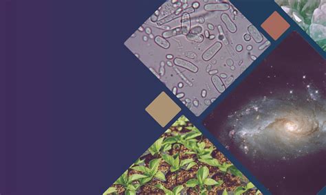 Bea Angela Ricafort Urip Undergraduate Research Internship Program