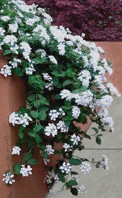 Buy Trailing White Lantana Plants Free Shipping Wilson Bros Gardens