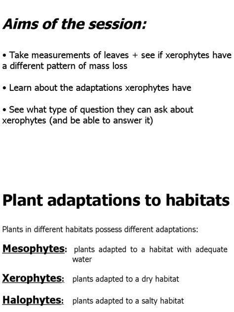 Xerophytes Pdf Stoma Leaf