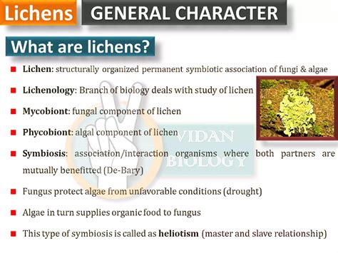 Lichens And Its Types Pdf