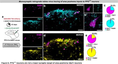 Ppg Nts Neurons Are Not A Major Target Of Area Postrema Glp1r Neurons
