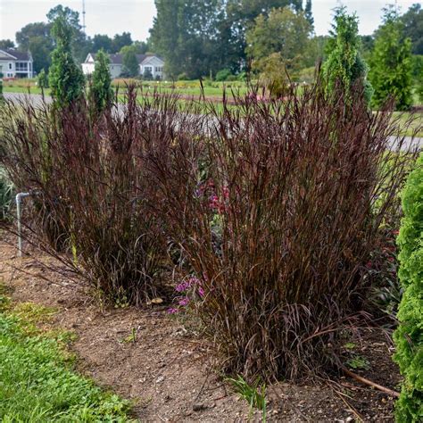 Andropogon Gerardii Blackhawks Big Bluestem From Hoffie Nursery