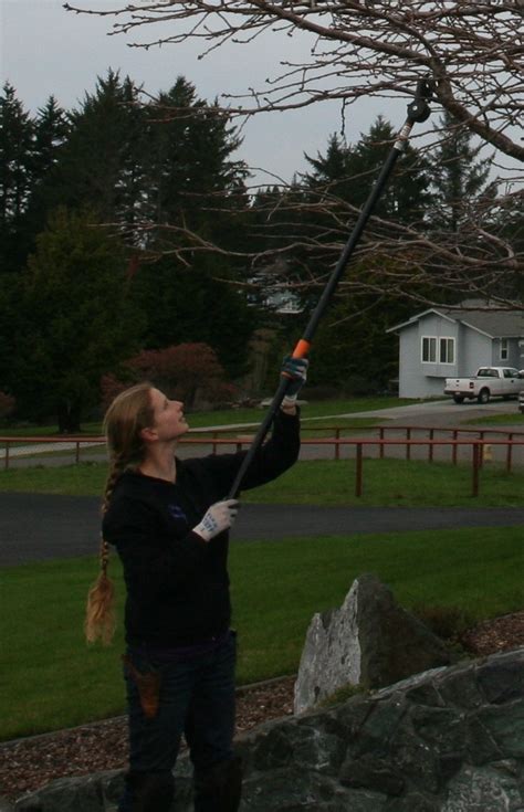 Your Gardening Body How To Prune Trees Without Strain Or Pain North Coast Gardening