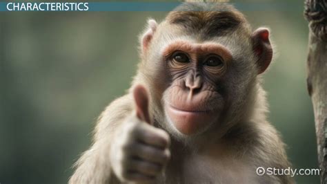 Black Monkey Study Together