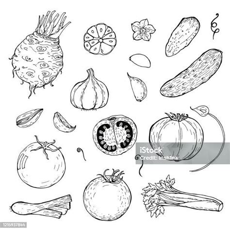 손으로 그린 야채 세트입니다 토마토 오이 마늘 샐러리 부추의 스케치 개체 그룹에 대한 스톡 벡터 아트 및 기타 이미지 개체