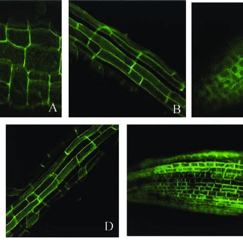Sos1 Promoter Gus Expression Pattern In Transgenic Arabidopsis Plants
