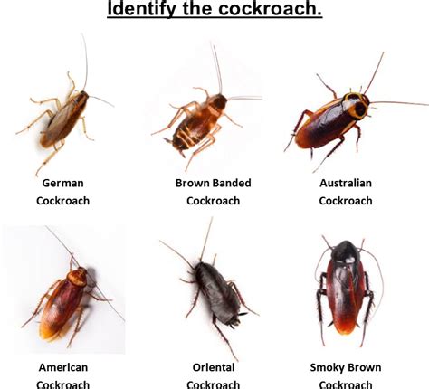 Download Cockroach Identification Chart