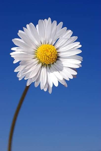 Pin By Brenda Glasier On Oopsie Daisy Cute Flower Wallpapers
