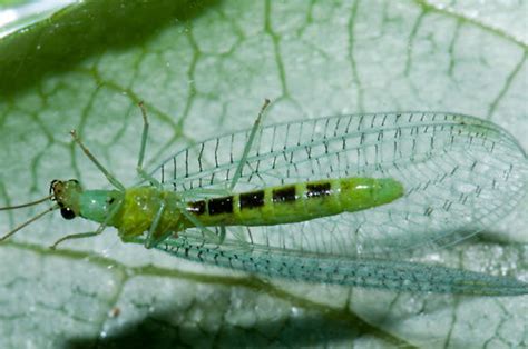 Green Lacewing Chrysopa Chi Bugguide Net