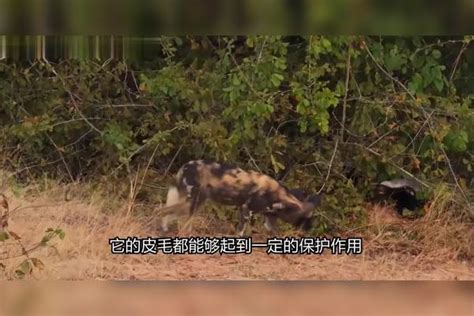 花豹捕杀蜜獾幼崽，轻松拿下刚要开餐，就被赶来的蜜獾妈给收拾了