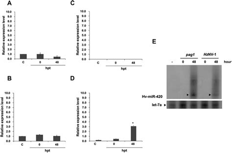 Stem Loop Rt Qpcr Confirmation Of Mirna Expression After Pag1 Download Scientific Diagram
