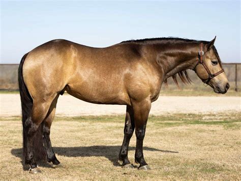 Abra World Champion And 4x Reserve Champion