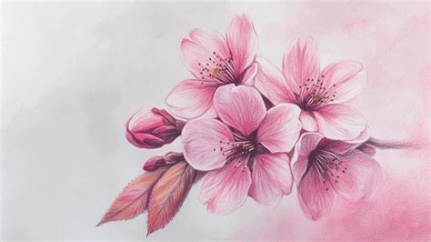 Cherry Blossom Drawing Easy For Beginners Meredith Plays