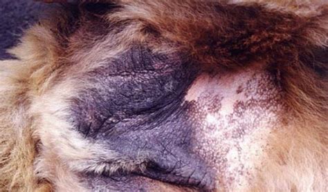 Types Of Dog Skin Diseases With Pictures A Comprehensive Guide