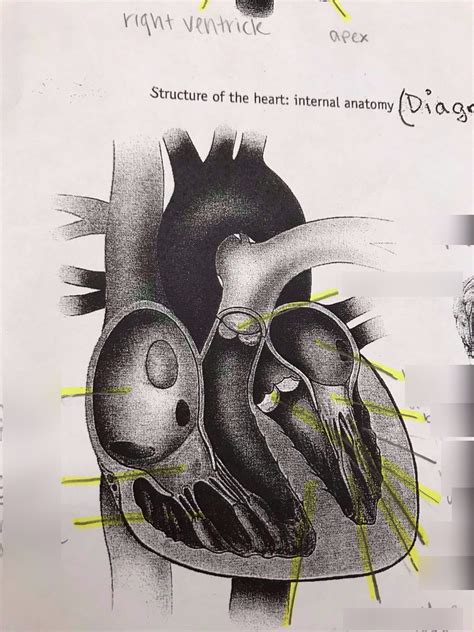 Heart 3 1 Diagram Quizlet