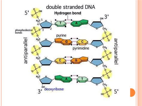 Dna Strcture And Function Pptx