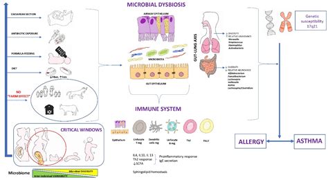 Airway Dysbiosis Accelerates Lung Function Decline In Chronic Fhxt