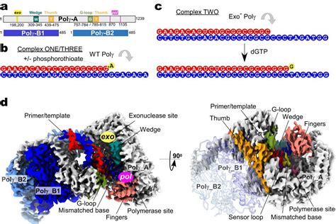 How Cryo Em Capture Nine Intermediates For Dna Proofreading Creative