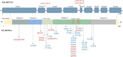 Variant Sites Of Pathogenic And Likely Pathogenic Symptomatic Htra1 Download Scientific Diagram
