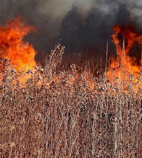 Wildfires Causes History Prevention And Recovery Heart To Heart