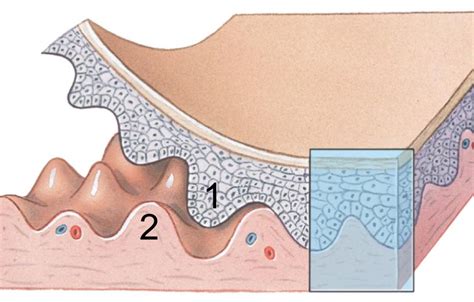 Dermis And Epidermis Diagram Quizlet
