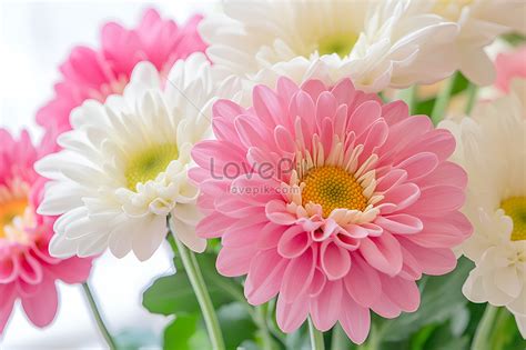 분홍색과 흰색 국화 사진 무료 다운로드 Lovepik