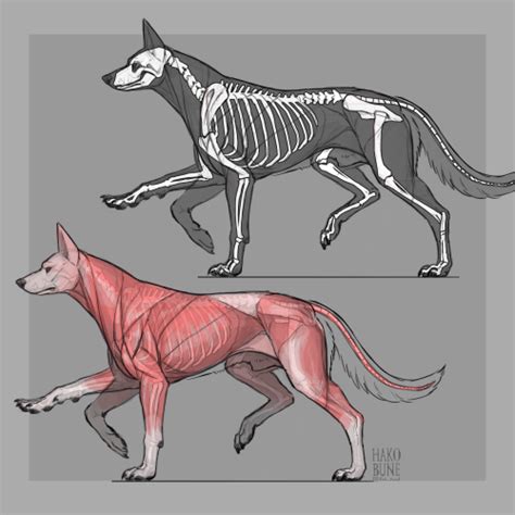 A Visual Guide To Dog Anatomy Muscle Organ Skeletal Drawings Artofit