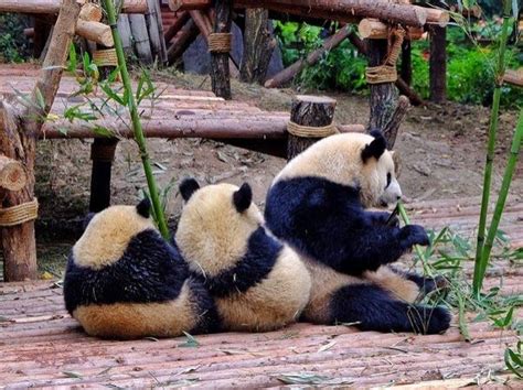 Dont Feed The Pandas Man Banned From Panda Park For Life For Throwing Objects Into An