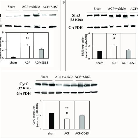 Representative Western Blot Analysis Of Mitochondrial Proteins In Lv