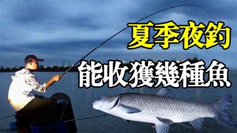 实战！夏季夜钓，黄昏的时候吃口真不错，看看老曹上了几种鱼？【户外老曹】 Youtube