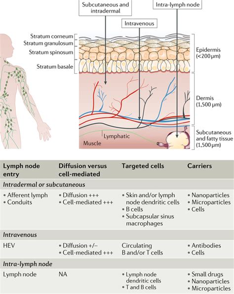Material Design For Lymph Node Drug Delivery Pmc