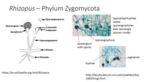 Rhizopus Labeled