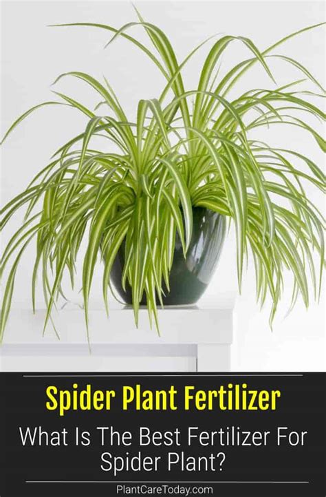 Spider Plant Fertilizer Tips On Fertilizing Chlorophytum Plants