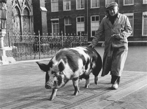 Fotos Veghelse Fotograaf Van Eerd Brabant In Beelden