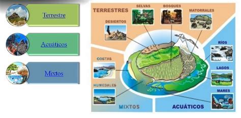 Infografia De La Composicion De Un Ecosistema Ecosist