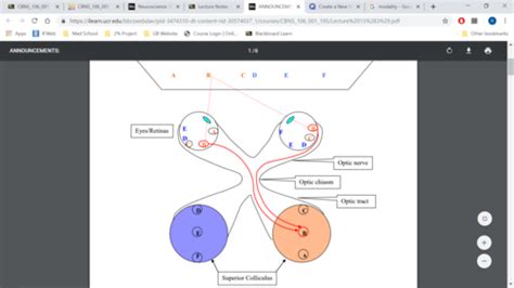 Cbns 106 Lecture 13 Superior Colliculus And Primary Visual Cortex Flashcards Quizlet